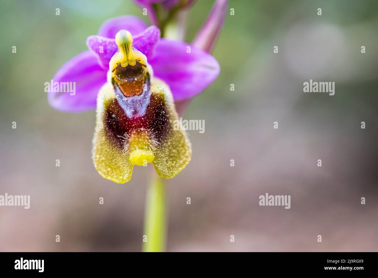 Ophrys tenthredinifera, the sawfly orchid, is a terrestrial species of ...