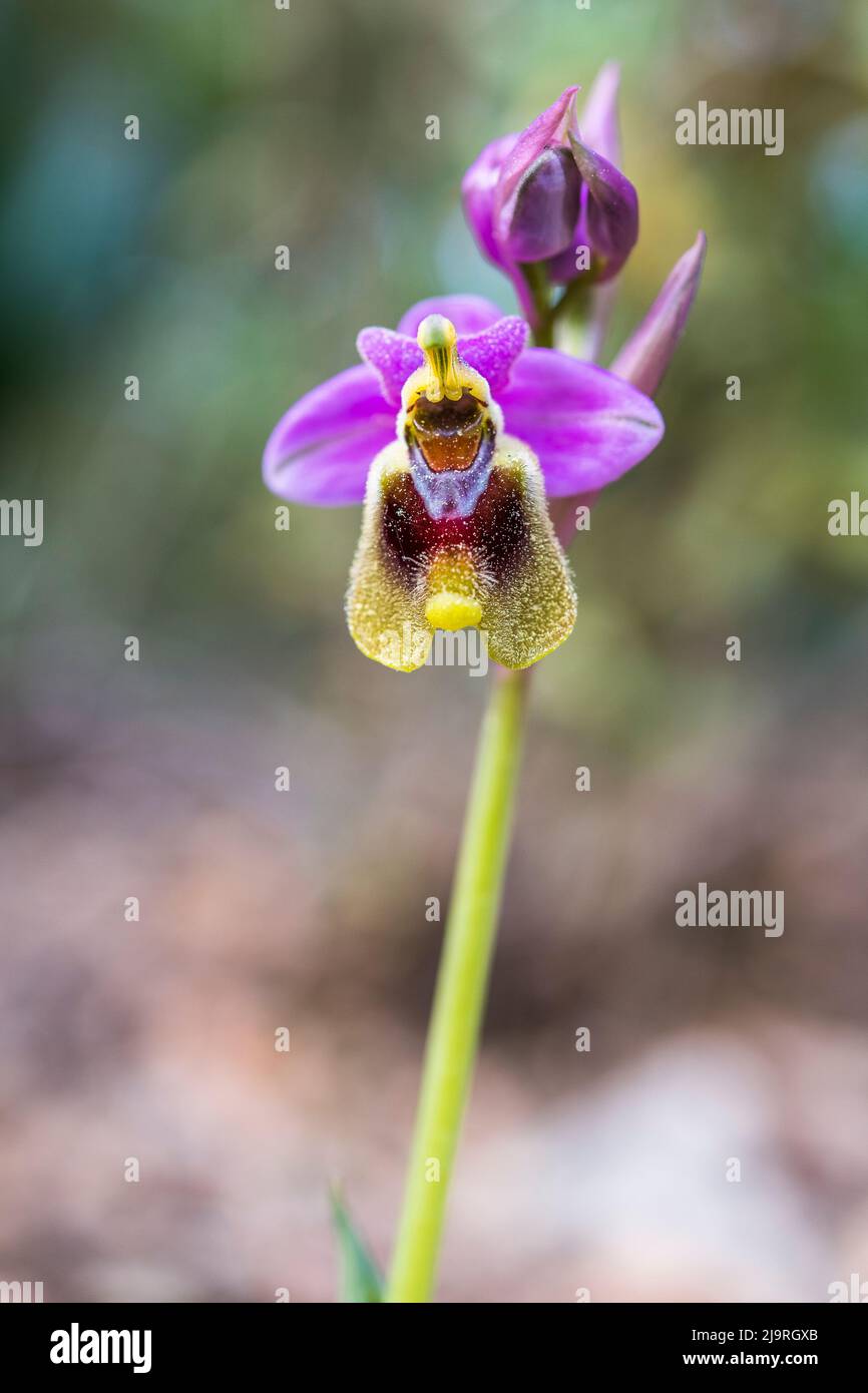 Ophrys tenthredinifera, the sawfly orchid, is a terrestrial species of ...