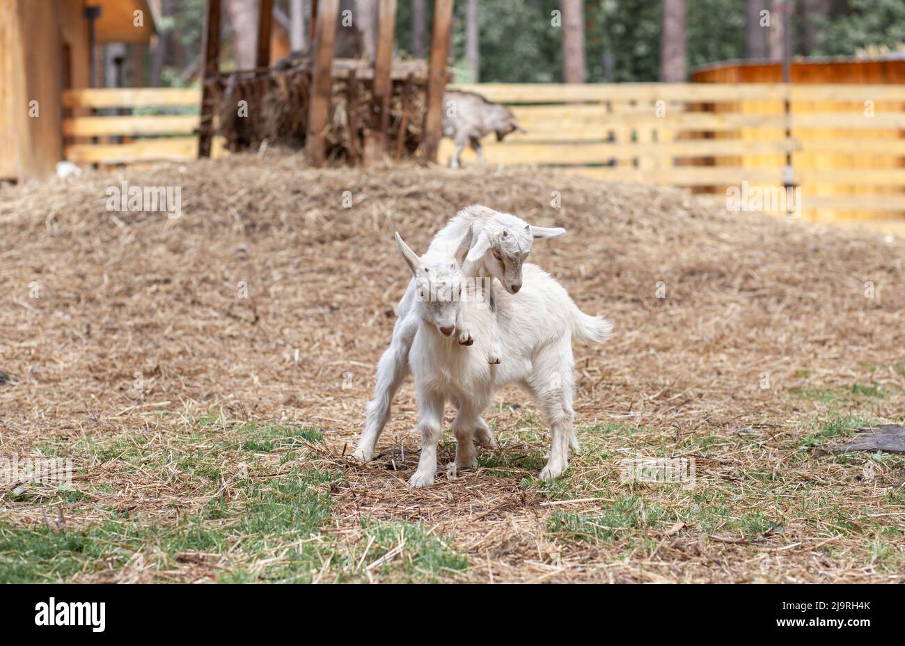 Two white little goats play with each other on the farm. Breeding goats ...