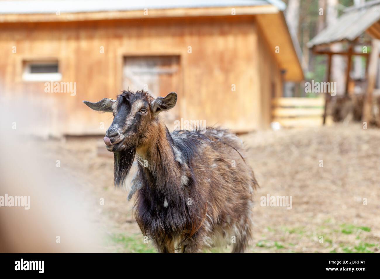 Close-up of the head of a horned goat on a farm. Breeding goats and ...