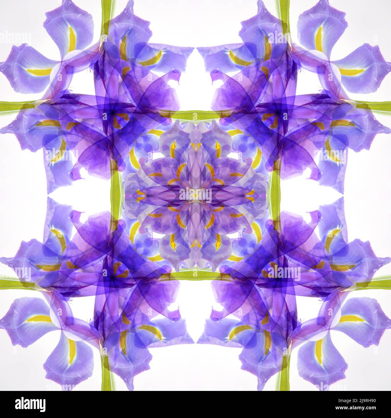 Purple iris abstract Stock Photo - Alamy