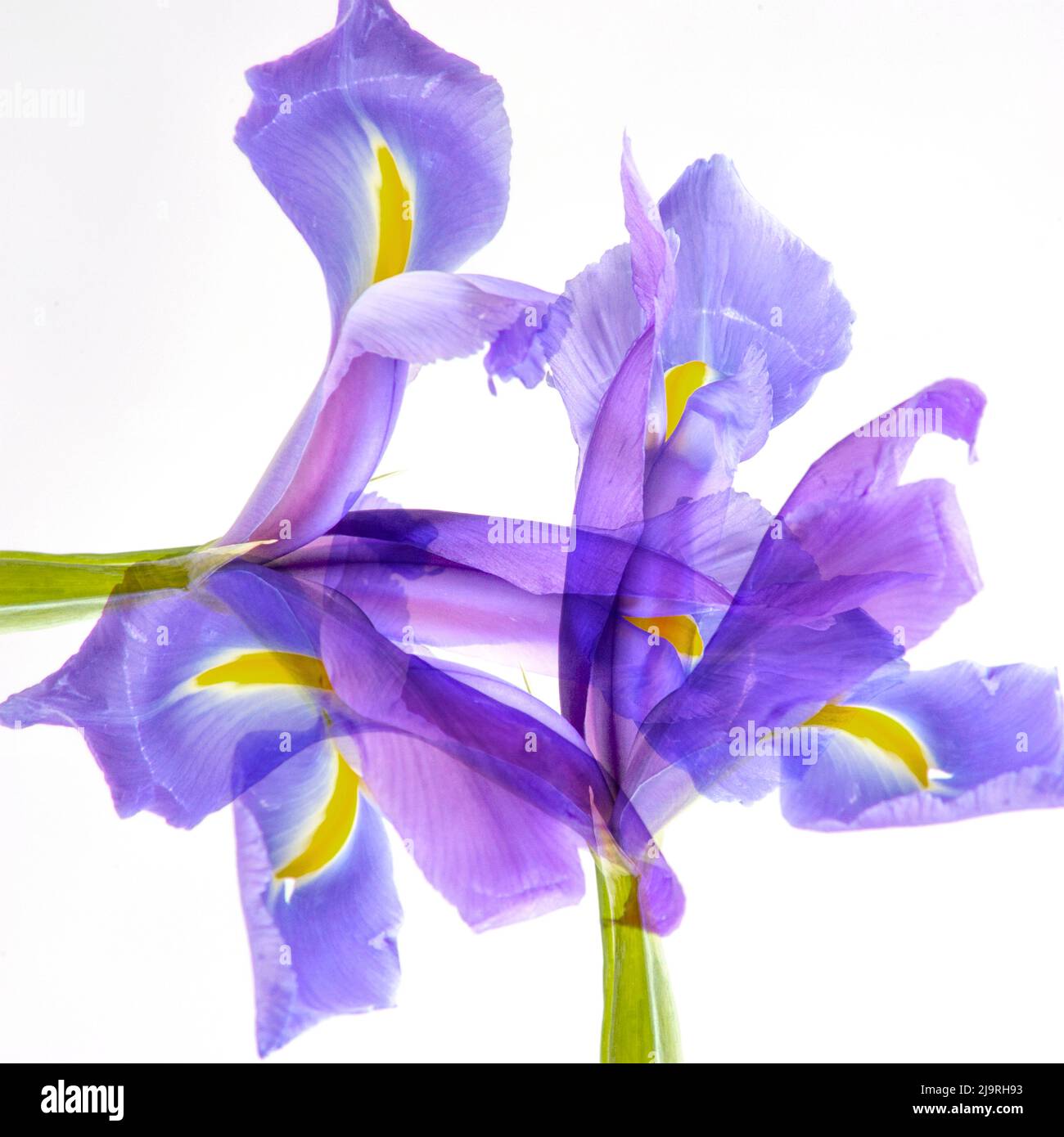 Purple iris abstract Stock Photo - Alamy