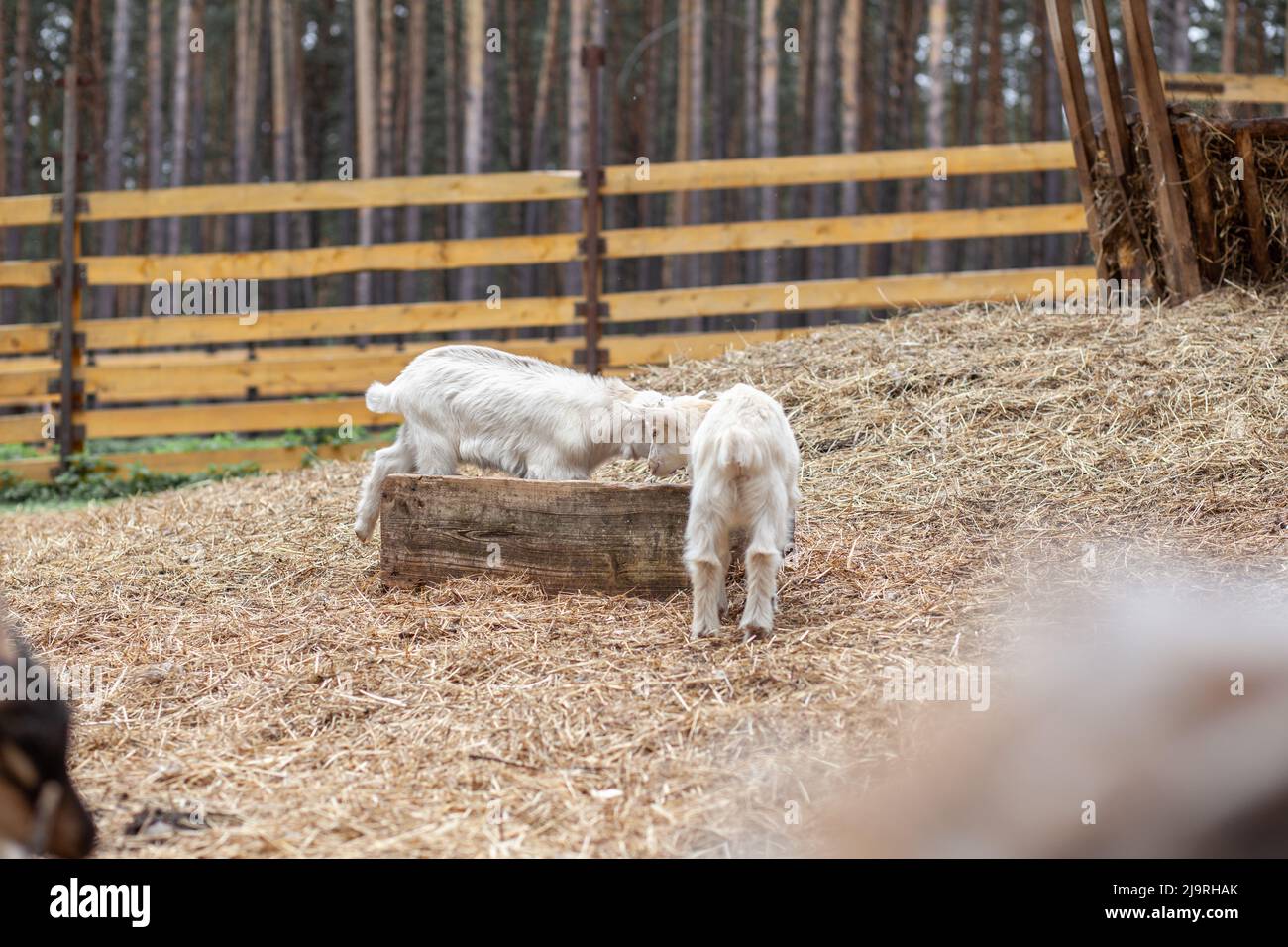 Two white little goats play with each other on the farm. Breeding goats ...