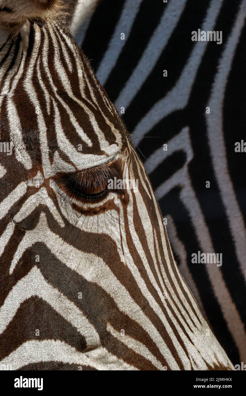 Zebra full face hi-res stock photography and images - Alamy