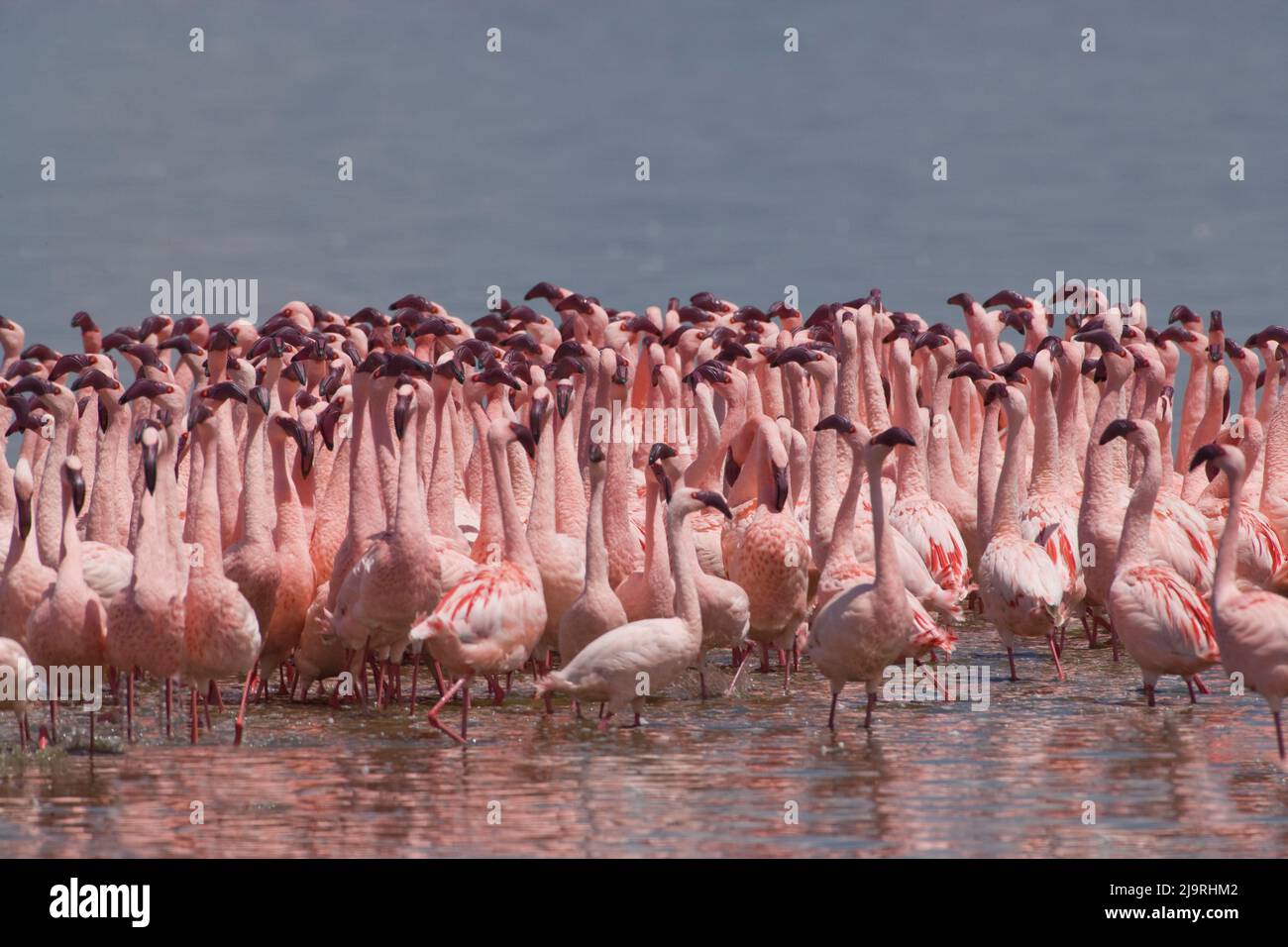 Mating flamingos hi-res stock photography and images - Alamy