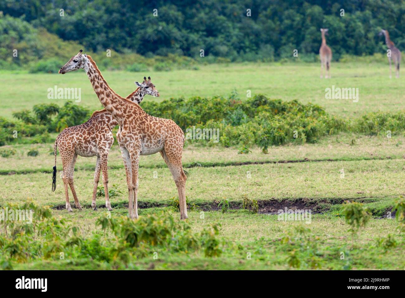 Africa, Tanzania. A group of giraffes stand in an open area Stock Photo ...