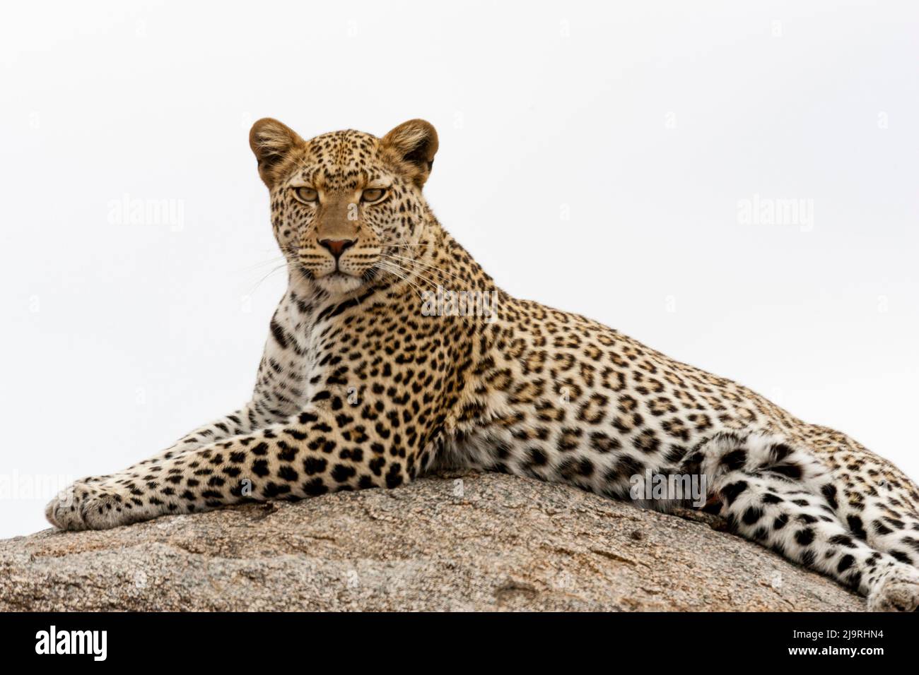Africa, Tanzania. A leopard poses on a large rock Stock Photo - Alamy