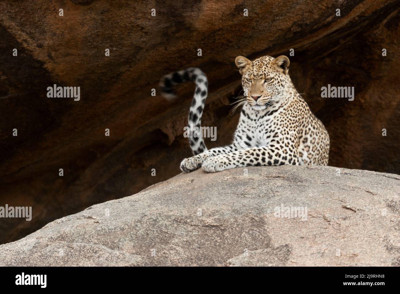 Africa, Tanzania. A leopard poses on a large rock Stock Photo - Alamy