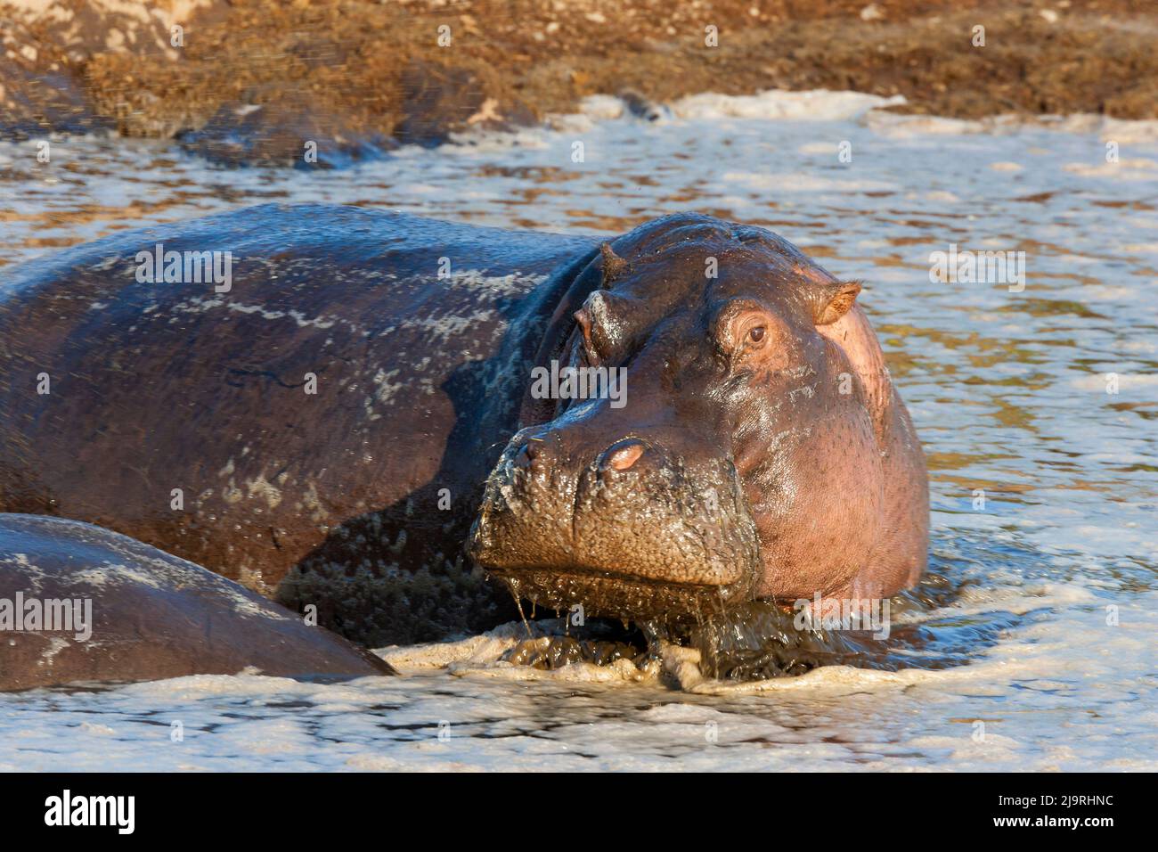 Africa, Tanzania. A hippo soaks in a small pool Stock Photo - Alamy