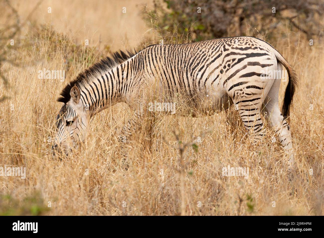 Africa, Tanzania. Portrait of a zebra with unusual markings Stock Photo ...