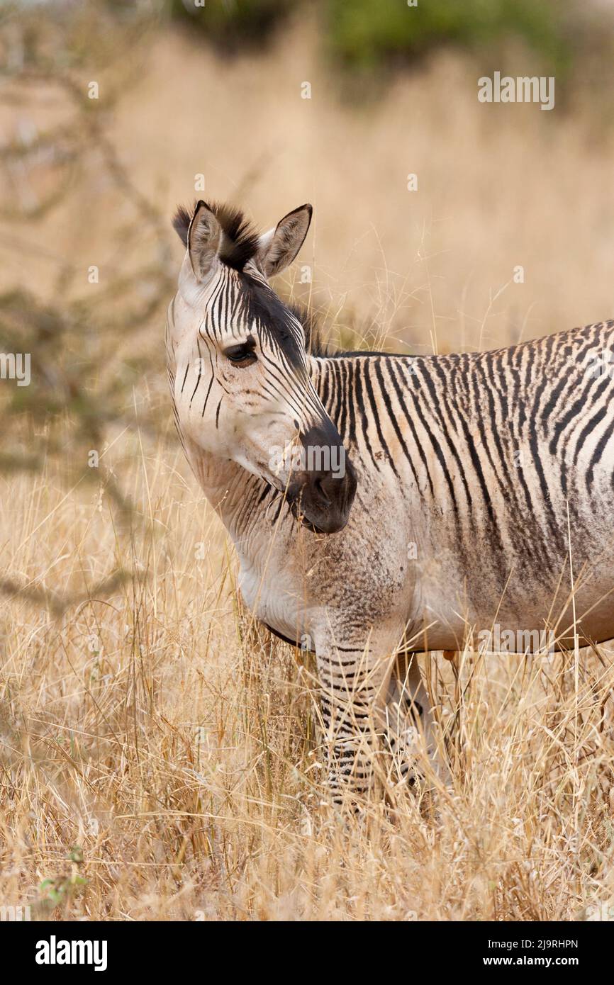 Africa, Tanzania. Portrait of a zebra with unusual markings Stock Photo ...