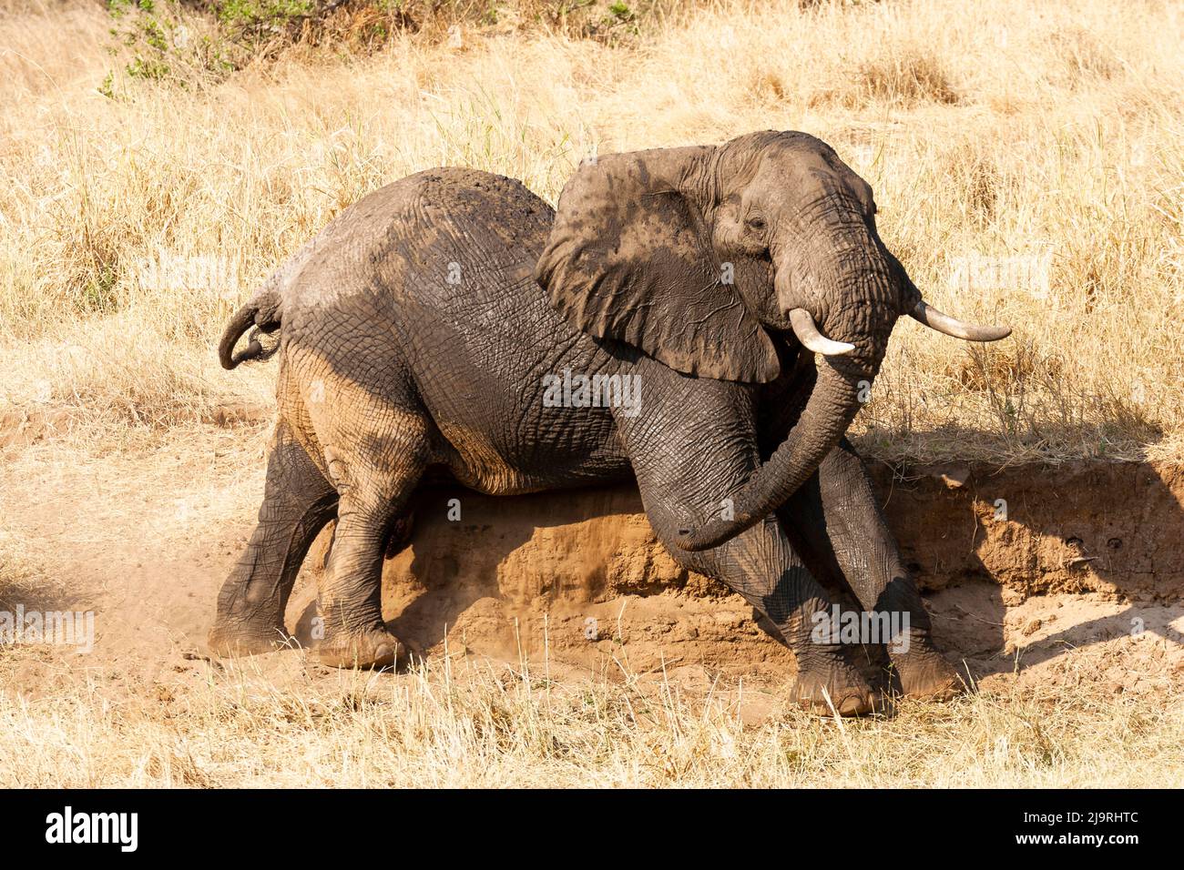 Africa, Tanzania, African bush elephant. Portrait of a young elephant ...