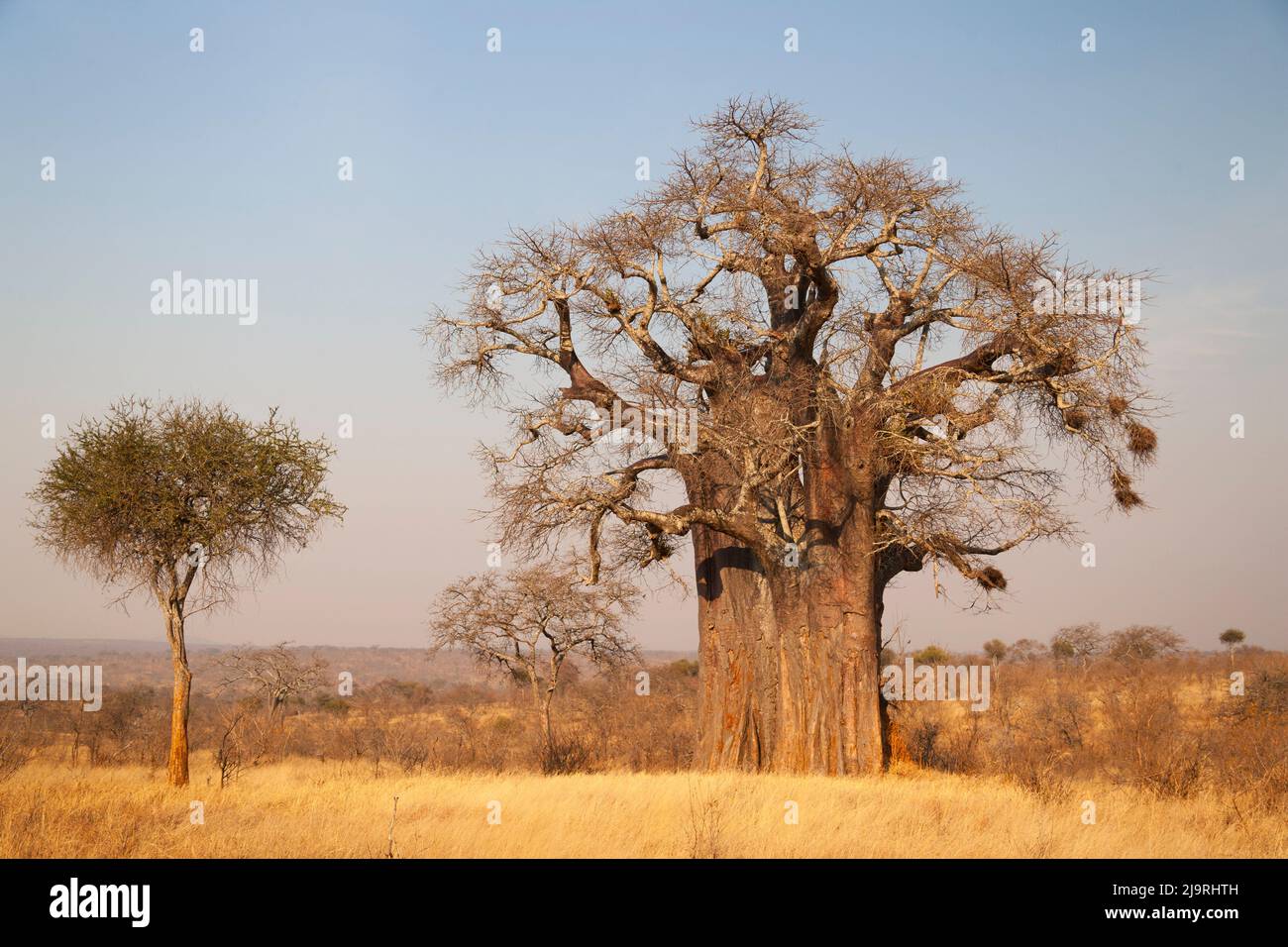 Africa, Tanzania, Tarangire National Park. Portrait of a baobab tree ...