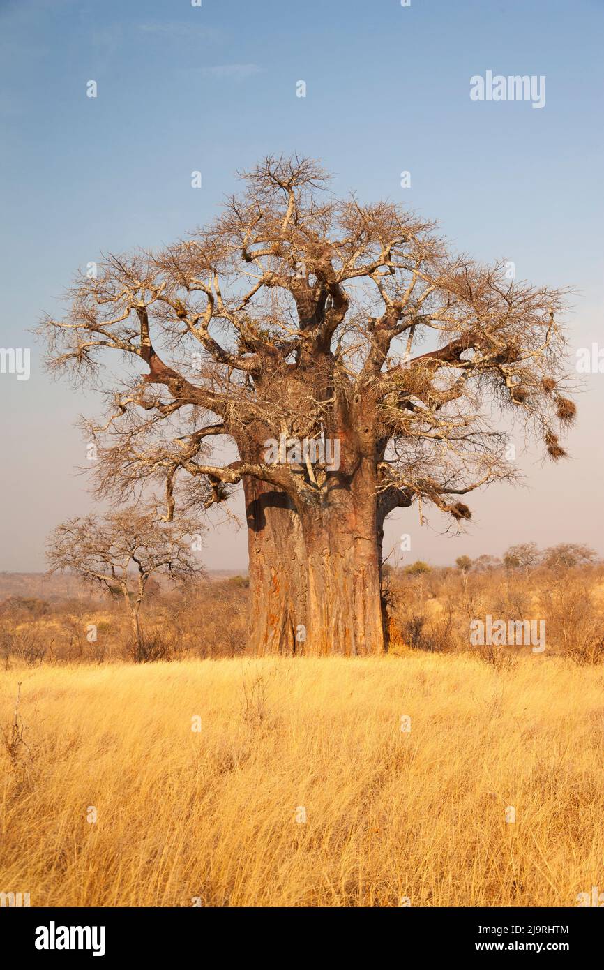 Africa, Tanzania, Tarangire National Park. Portrait of a baobab tree ...