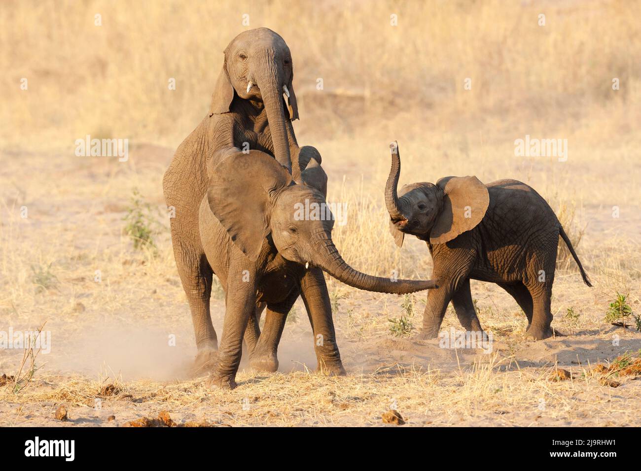 Africa, Tanzania, African bush elephant. Young elephants play at mating ...