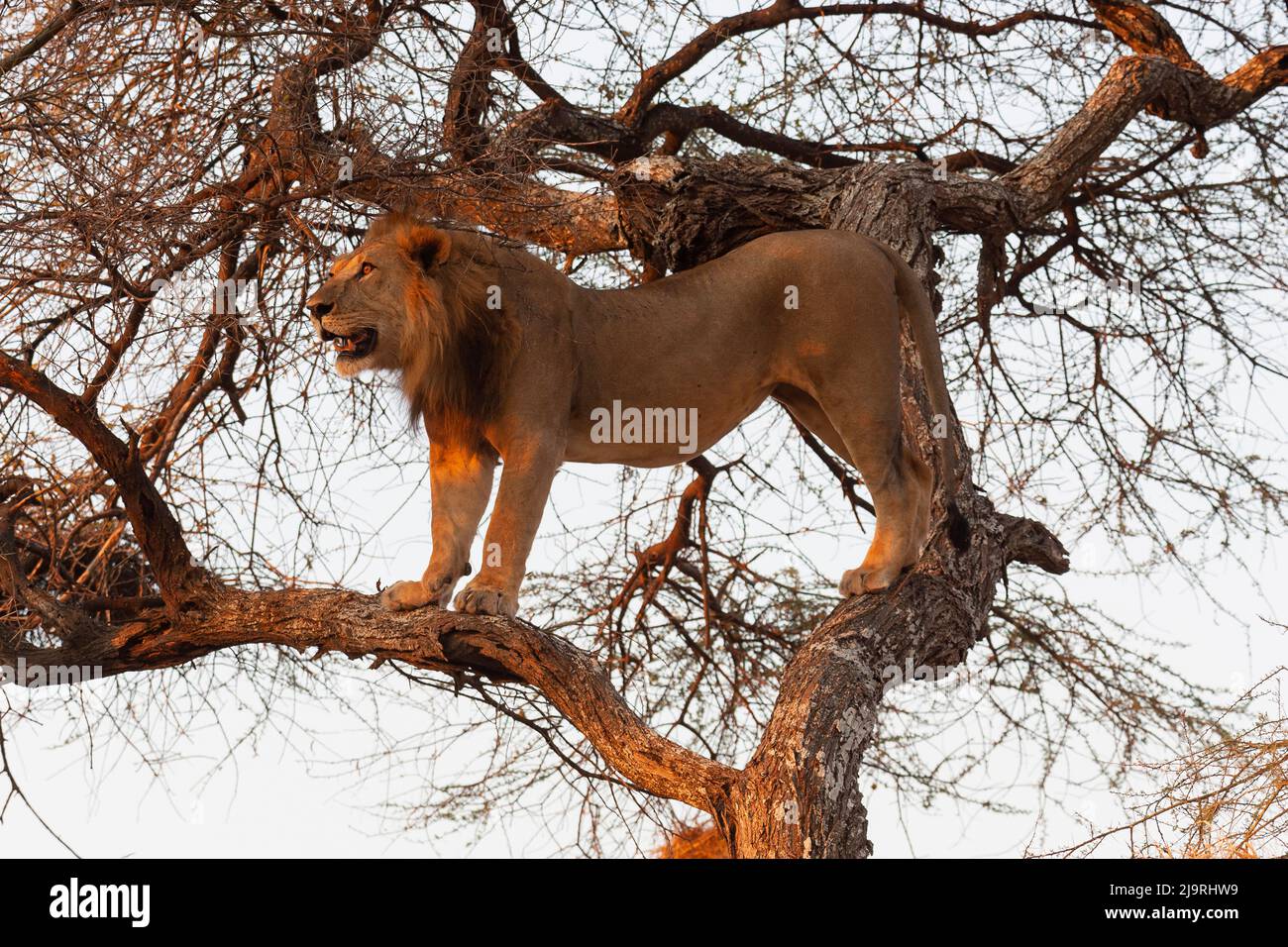 Africa, Tanzania. A lion stands in a tree to escape the tsetse flies ...