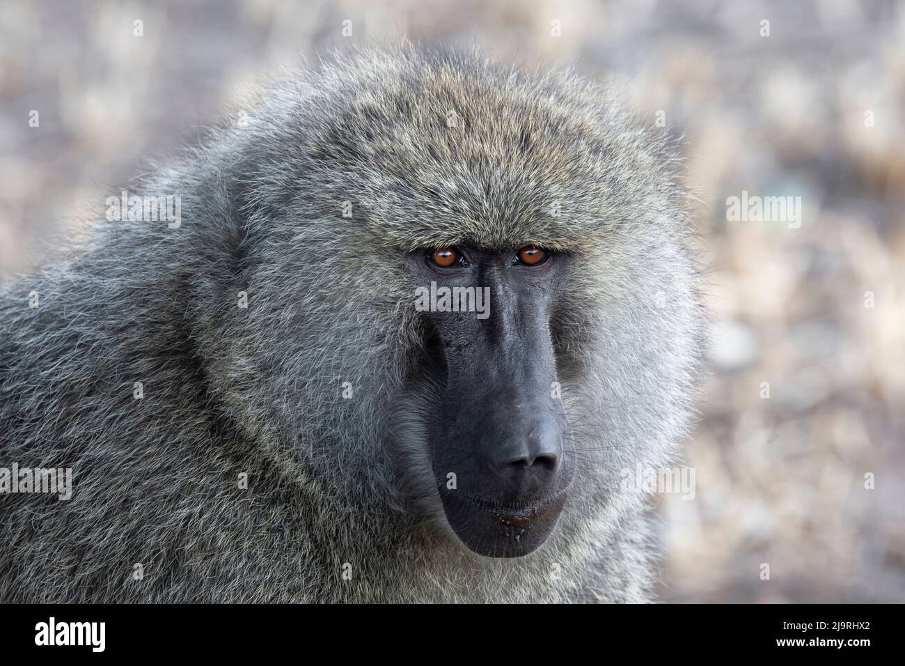 Africa, Tanzania. Headshot of an adult olive baboon Stock Photo - Alamy