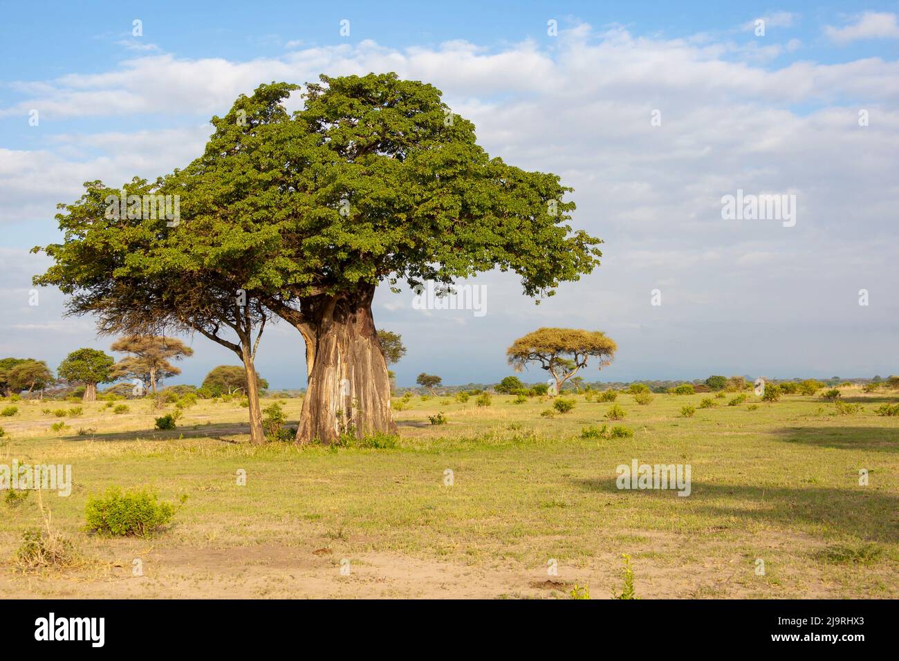 Africa, Tanzania, Tarangire National Park. Portrait of a baobab tree ...