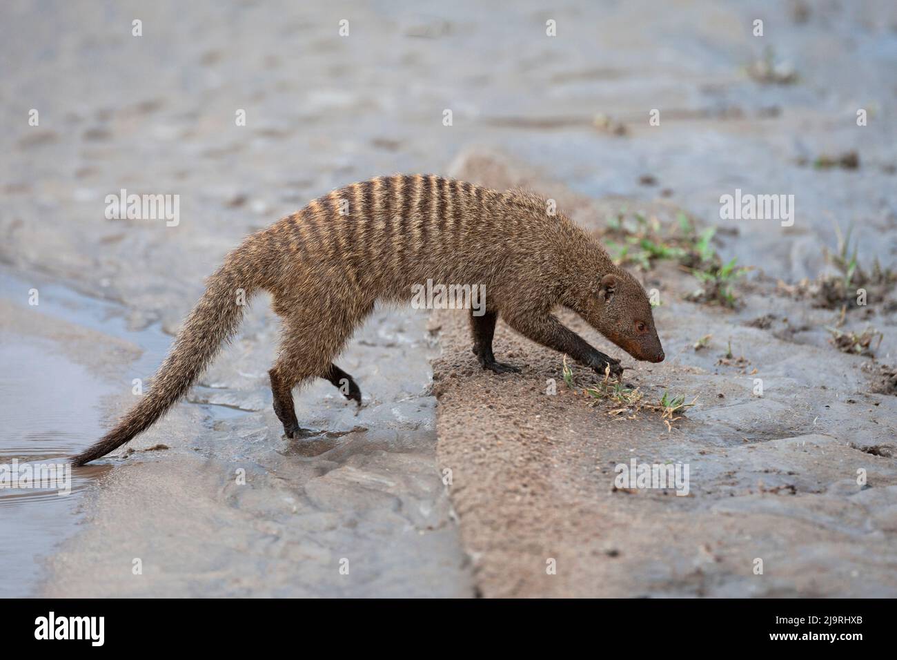 Africa, Tanzania. A banded mongoose crosses a shallow stream Stock ...