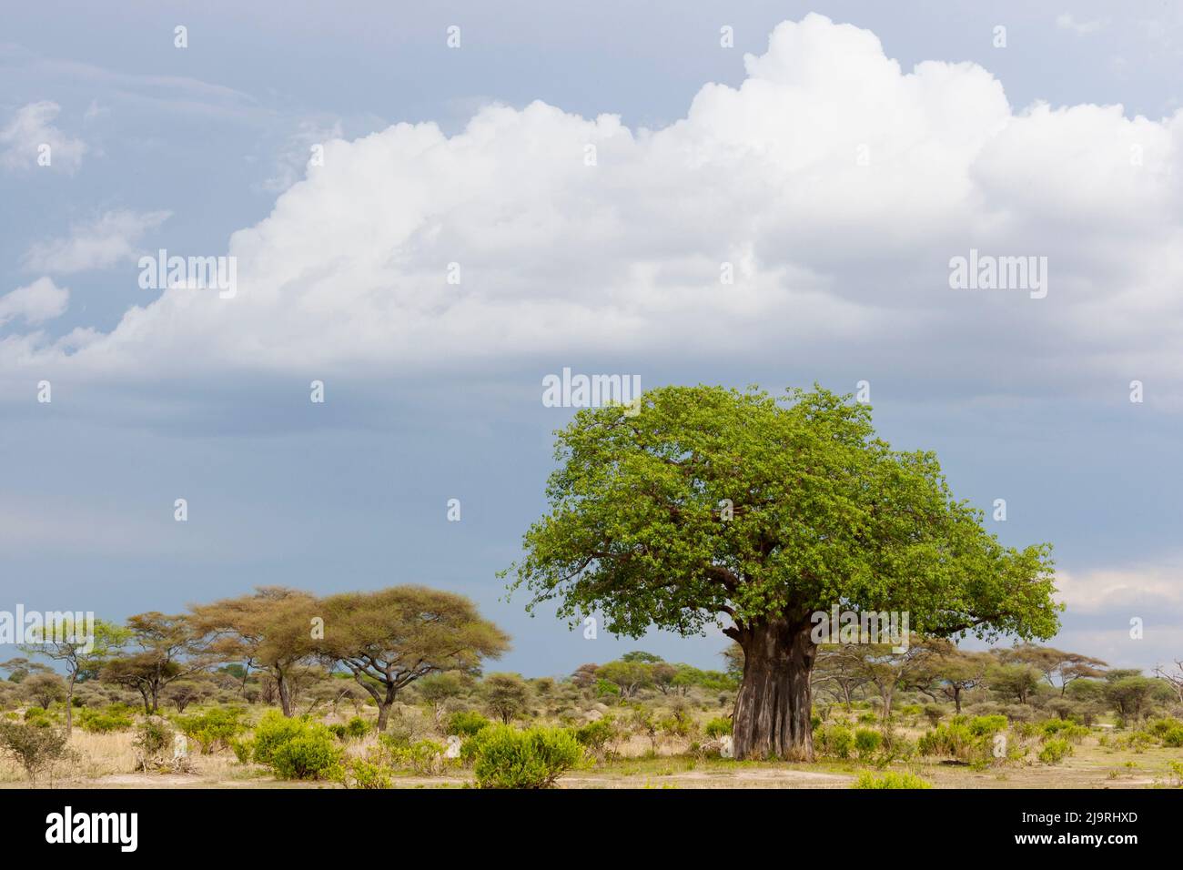 Africa, Tanzania, Tarangire National Park. Portrait of a baobab tree ...