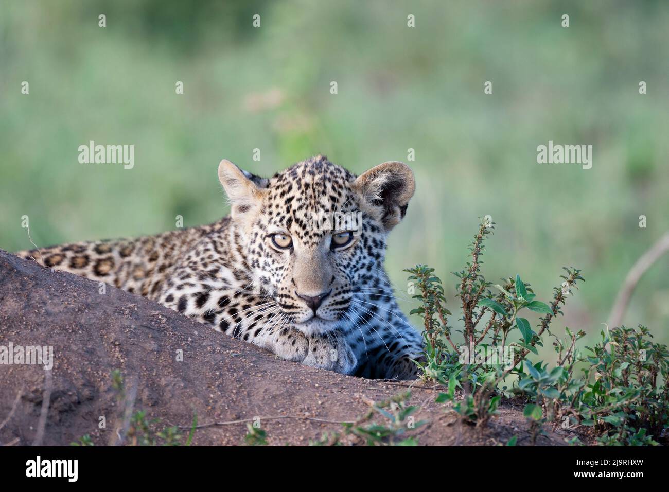 Africa. Tanzania. A young leopard watches carefully from behind a mound ...