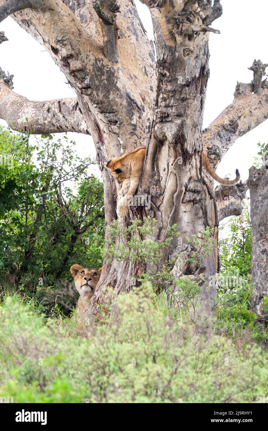 Africa, Tanzania. A lion cub climbs in a tree while its mother watches ...