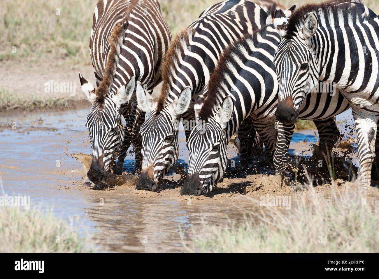 Zebra drinking water from pond hi-res stock photography and images - Alamy