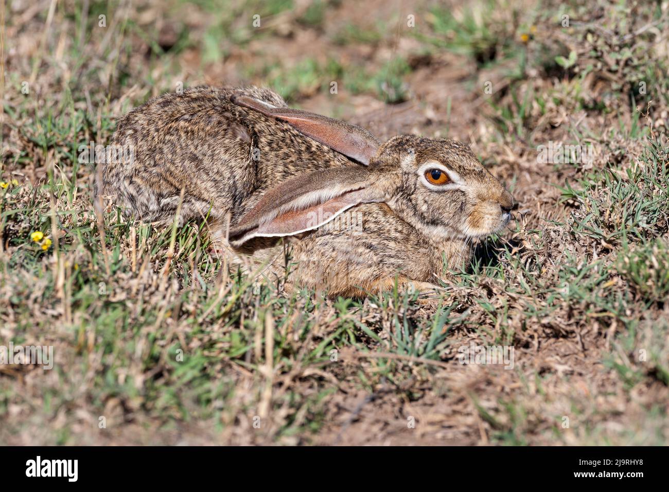 African hare hi-res stock photography and images - Alamy