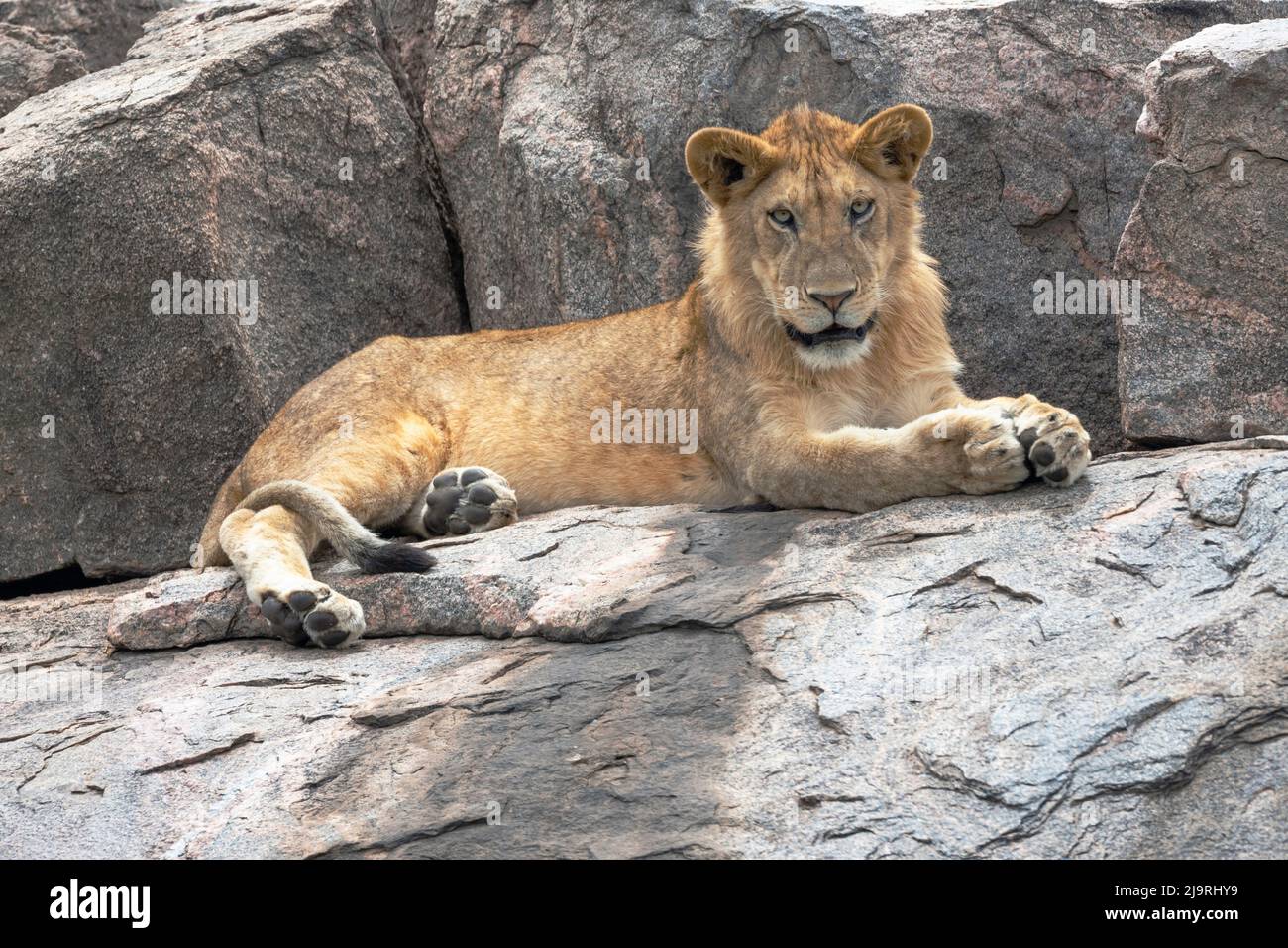 Africa, Tanzania. A young lion lies on a rocky kopje Stock Photo - Alamy