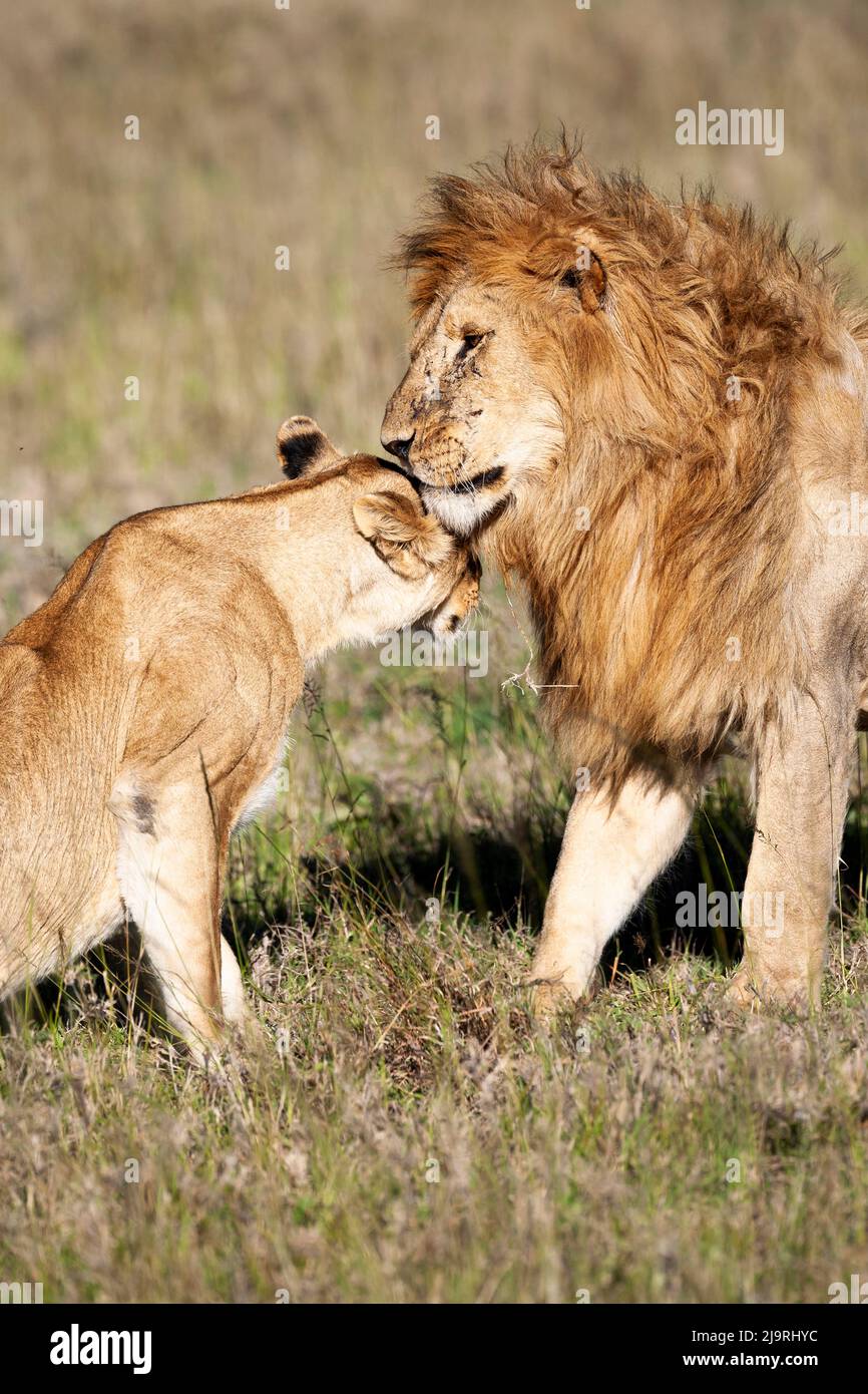 Lioness male lion mate hi-res stock photography and images - Alamy