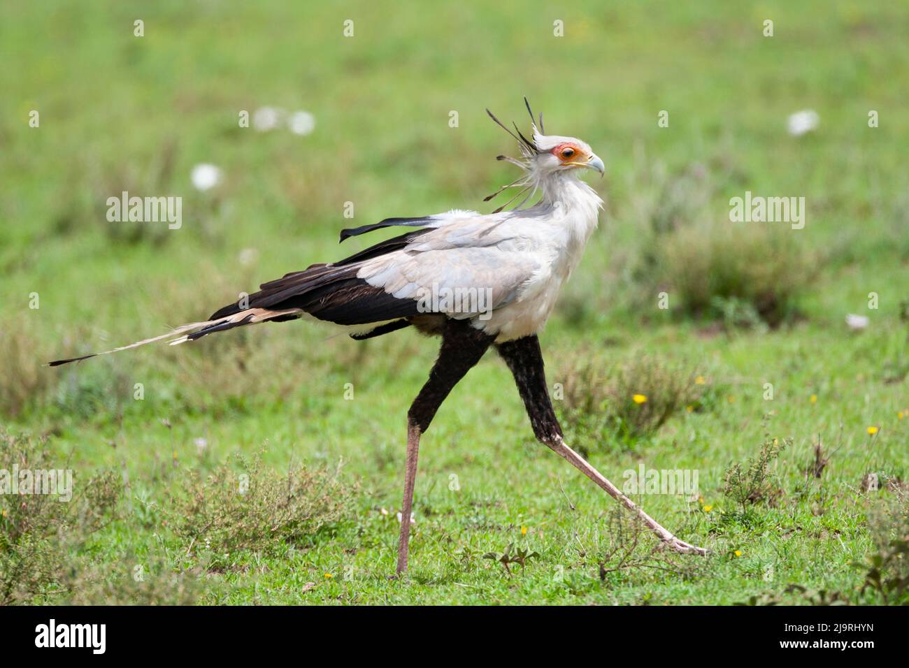 Africa, Tanzania. A secretary bird strides along looking for food Stock ...