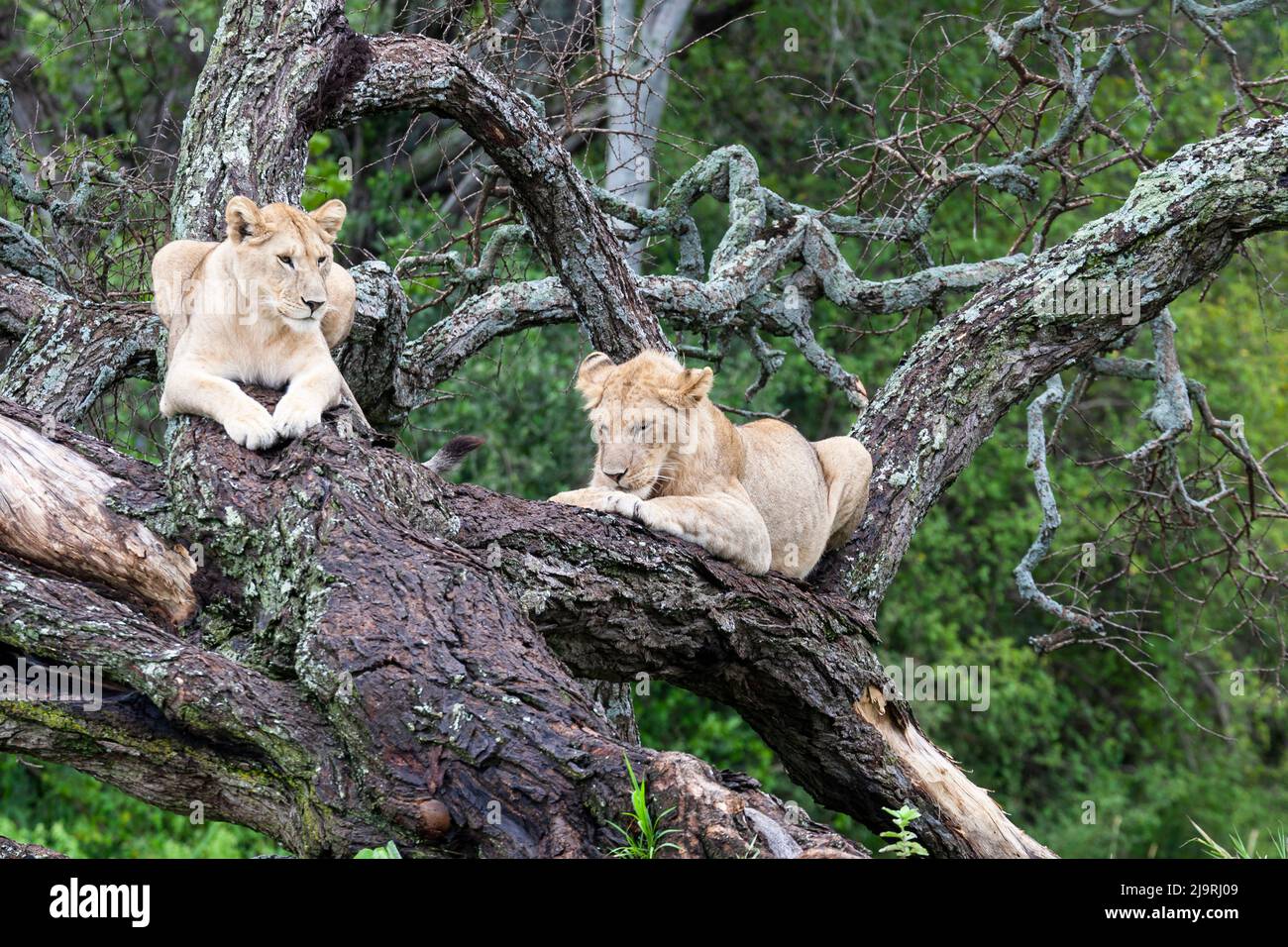 Africa, Tanzania. Two young lions sit in an old tree Stock Photo - Alamy