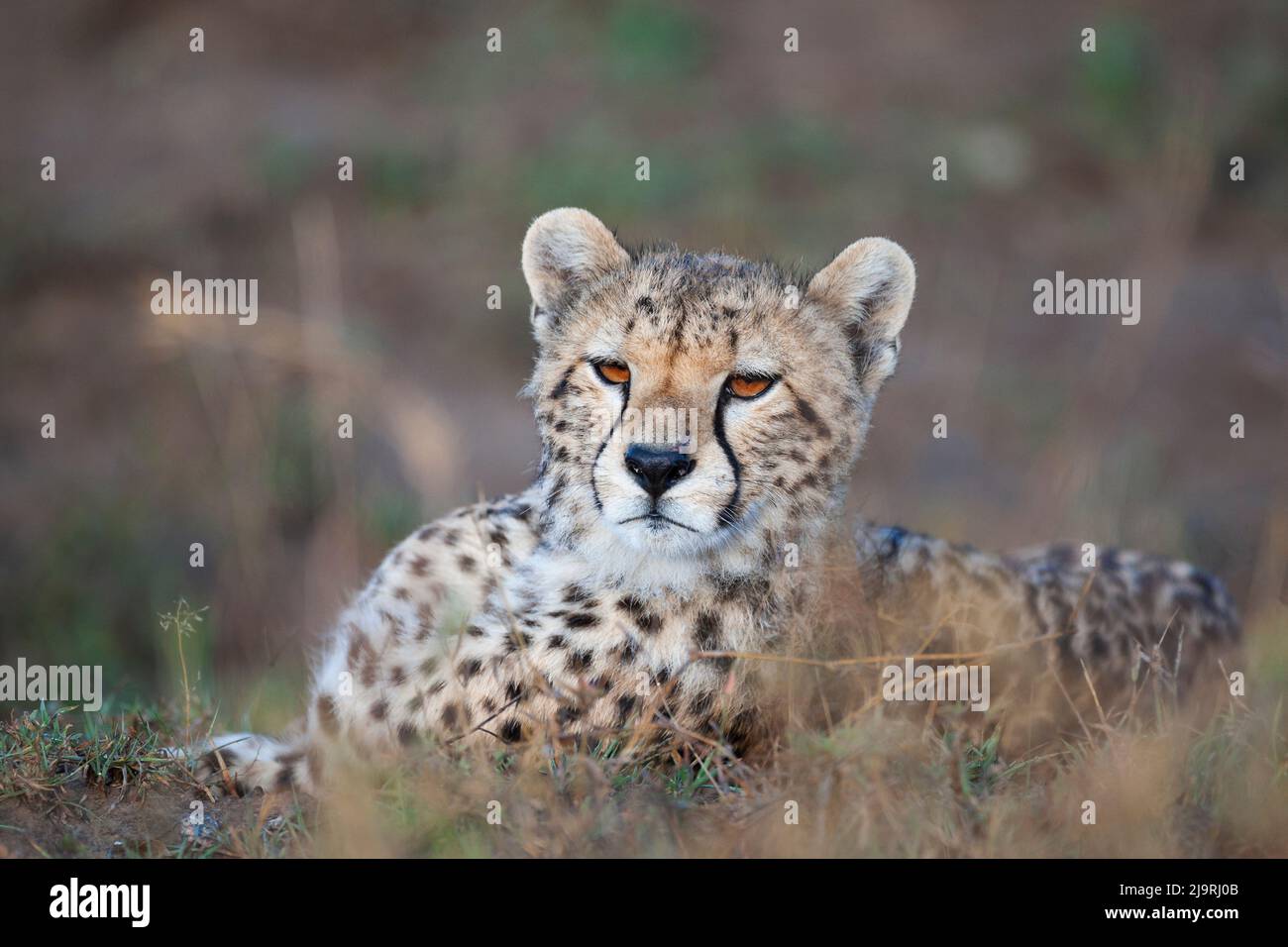 Africa, Tanzania, The Serengeti. Headshot of a cheetah Stock Photo - Alamy