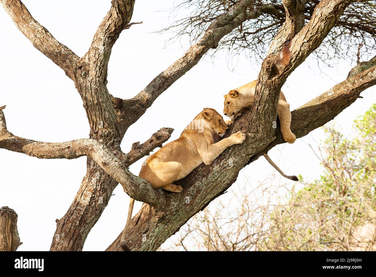 Two lionesses in tree hi-res stock photography and images - Alamy