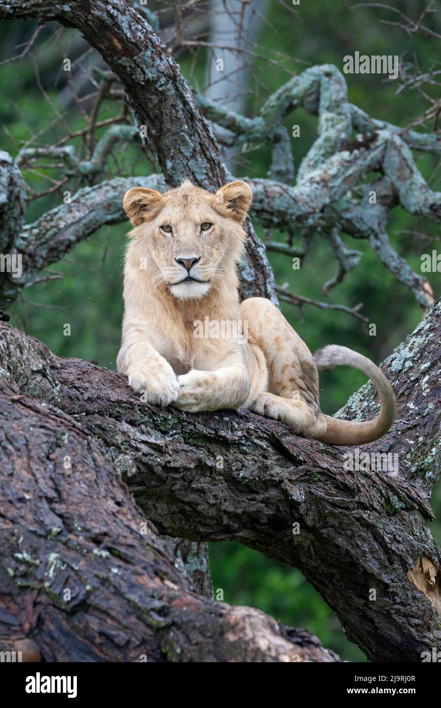 Africa, Tanzania. A young male lion sits in an old tree Stock Photo - Alamy