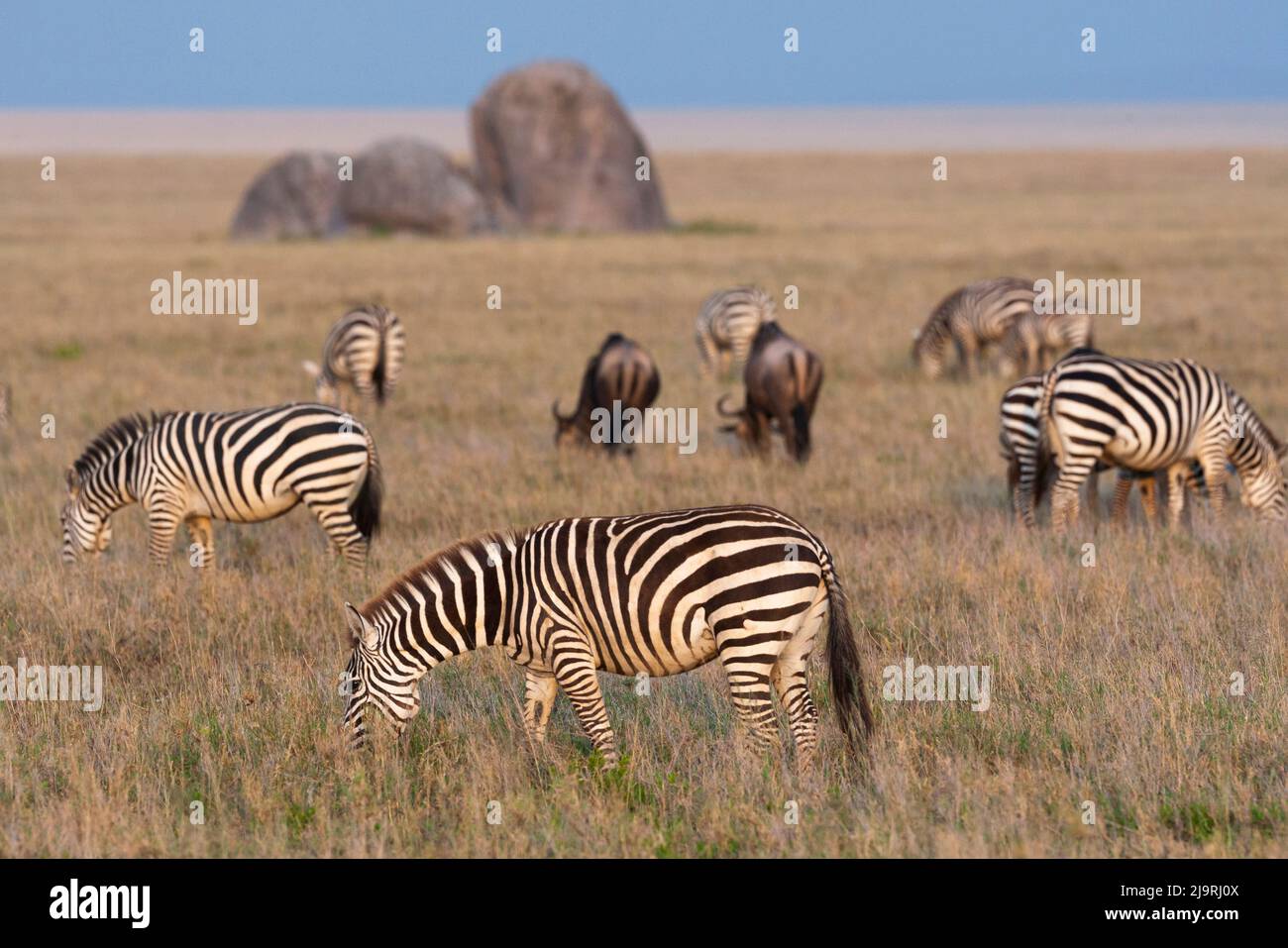 Kopje animals hi-res stock photography and images - Alamy