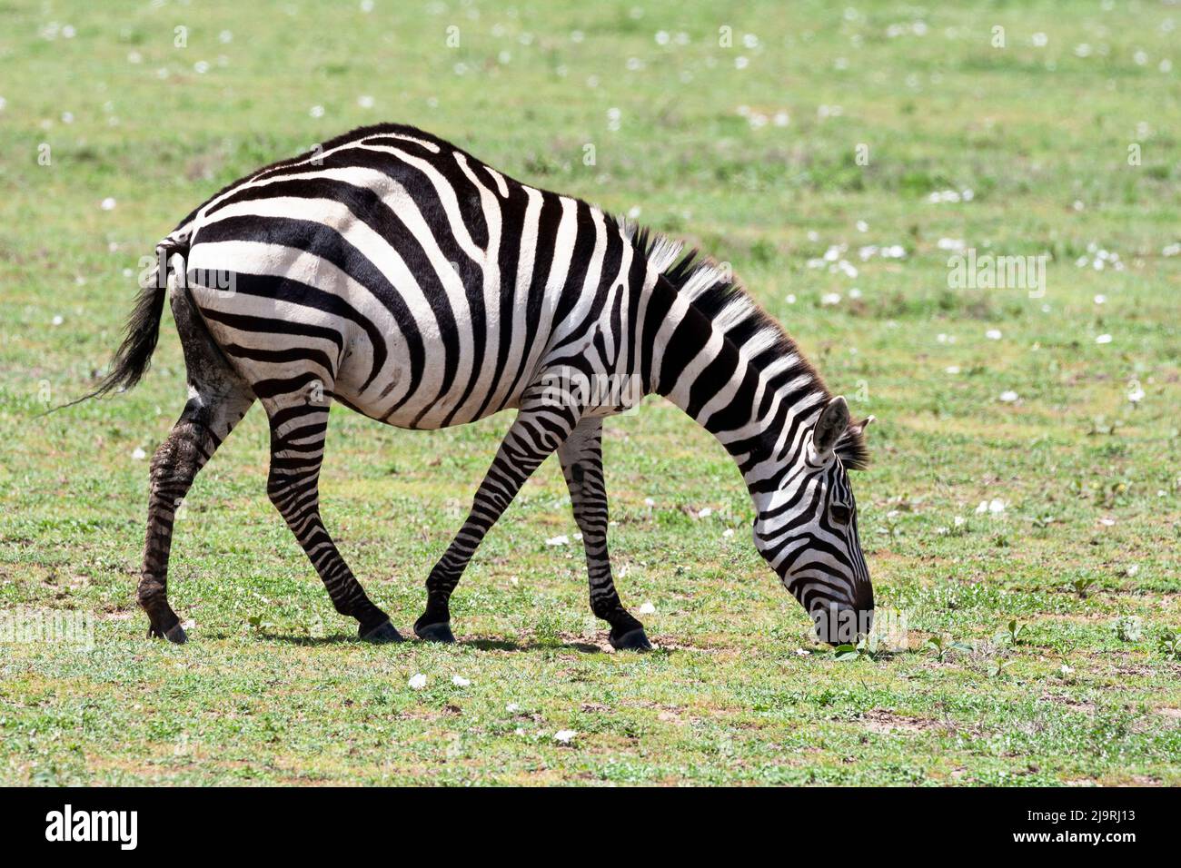 Africa, Tanzania. Portrait of a zebra with a spinal deformity Stock ...