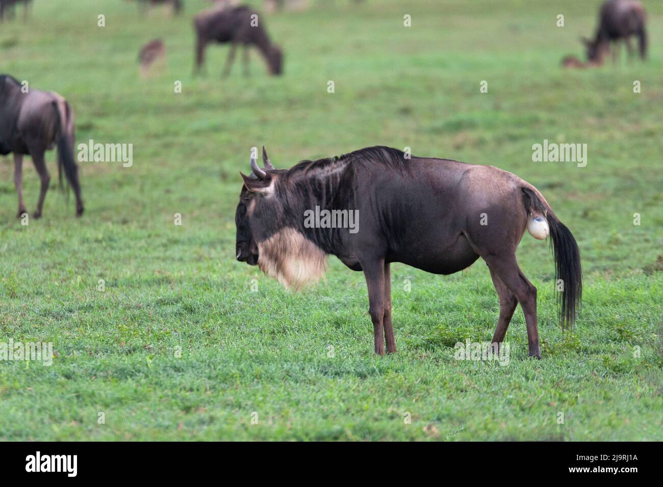 Birth of a wildebeest hi-res stock photography and images - Alamy