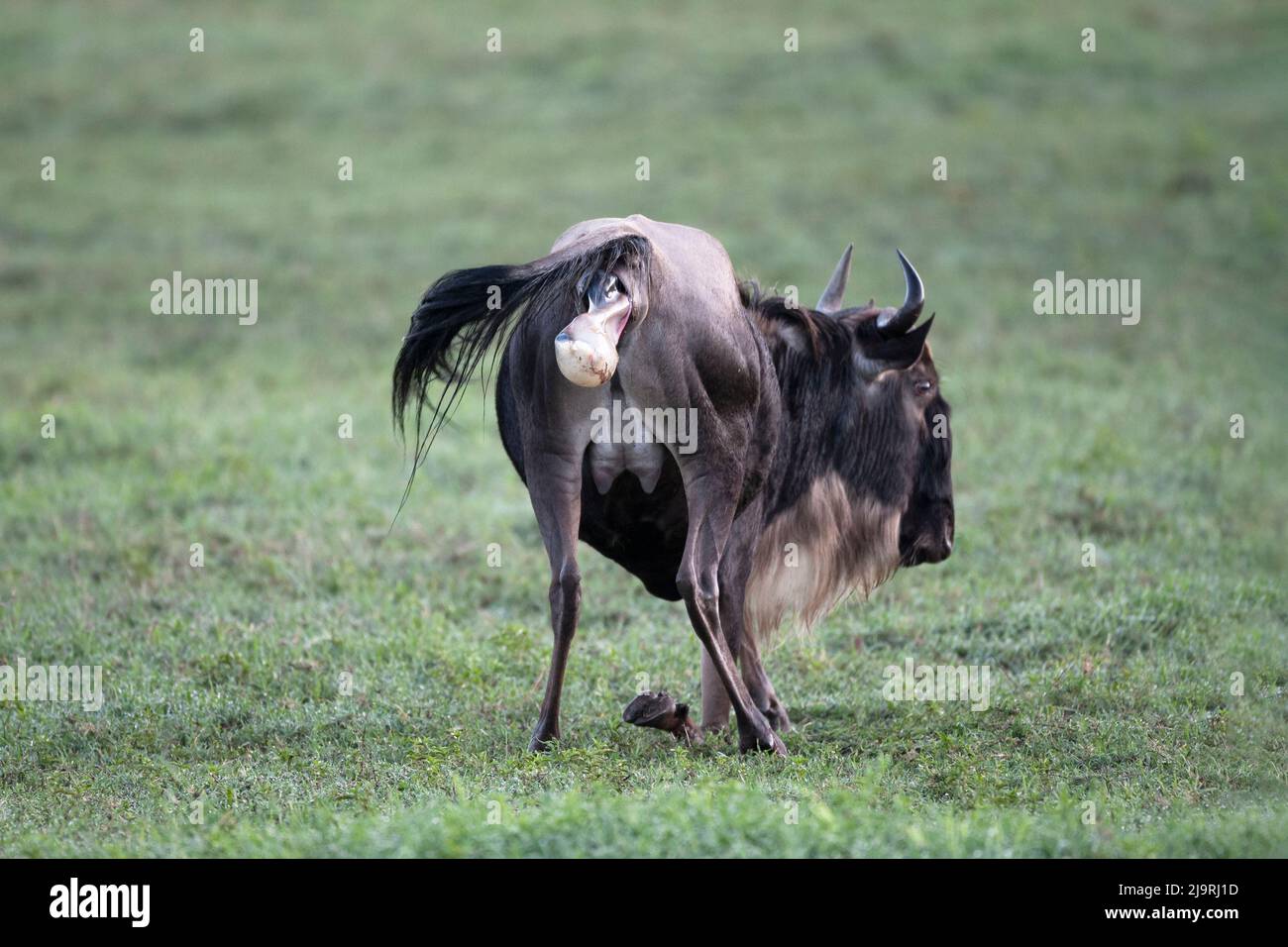 Africa, Tanzania. A blue wildebeest gives birth Stock Photo - Alamy