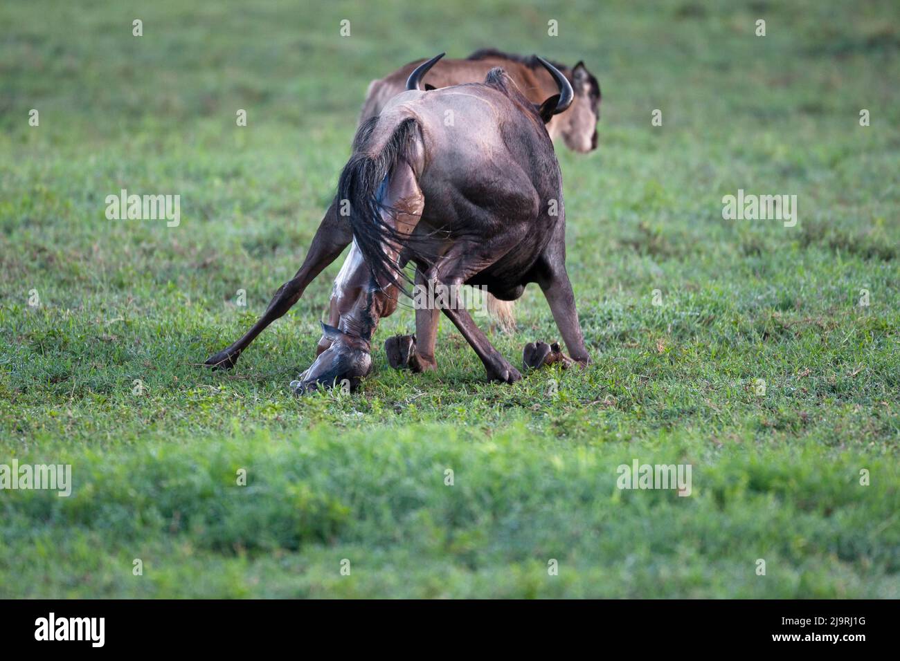 Africa, Tanzania. A blue wildebeest gives birth Stock Photo - Alamy