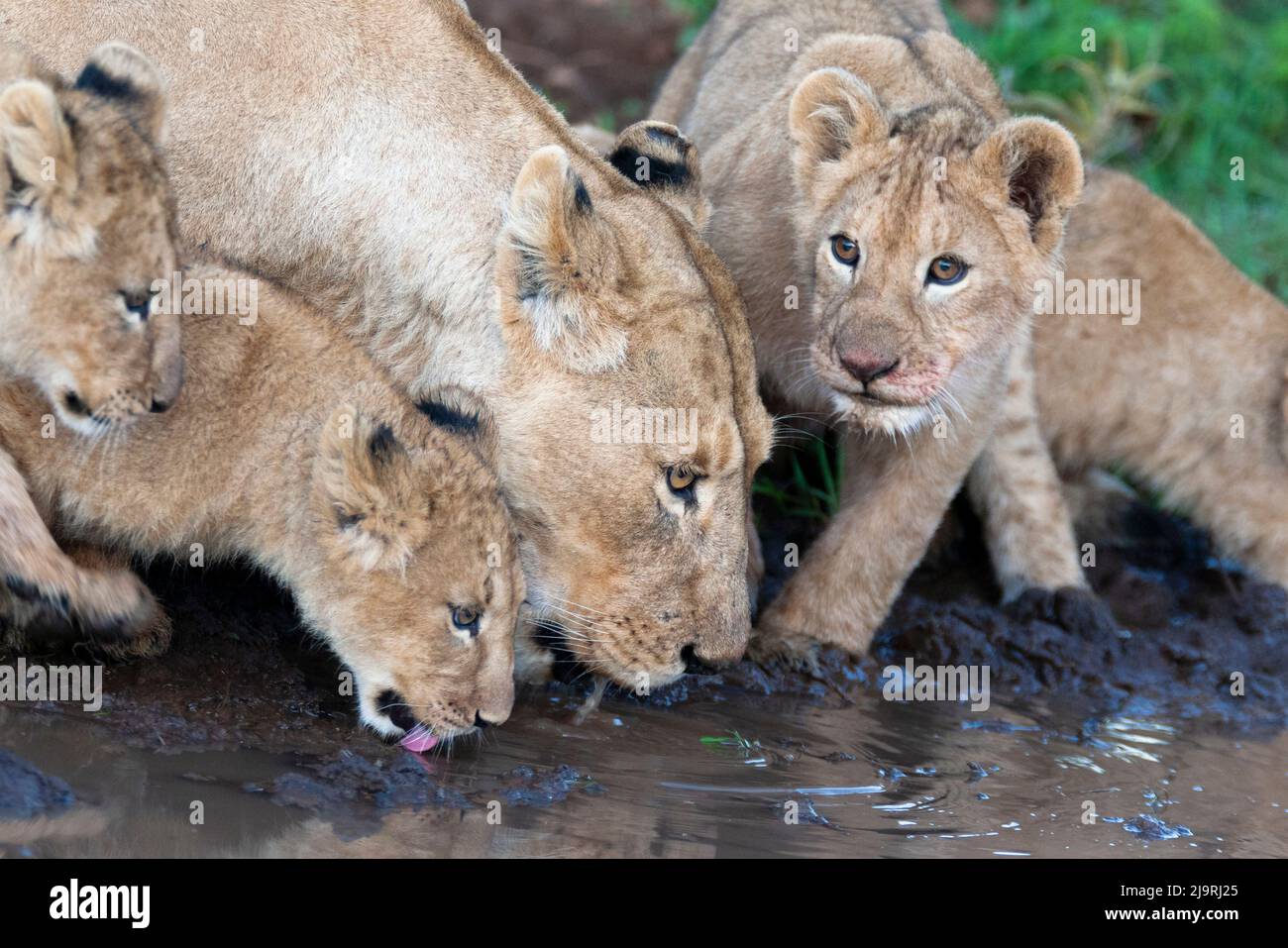 Africa, Tanzania. A lioness drinks from a roadside puddle with her cubs ...