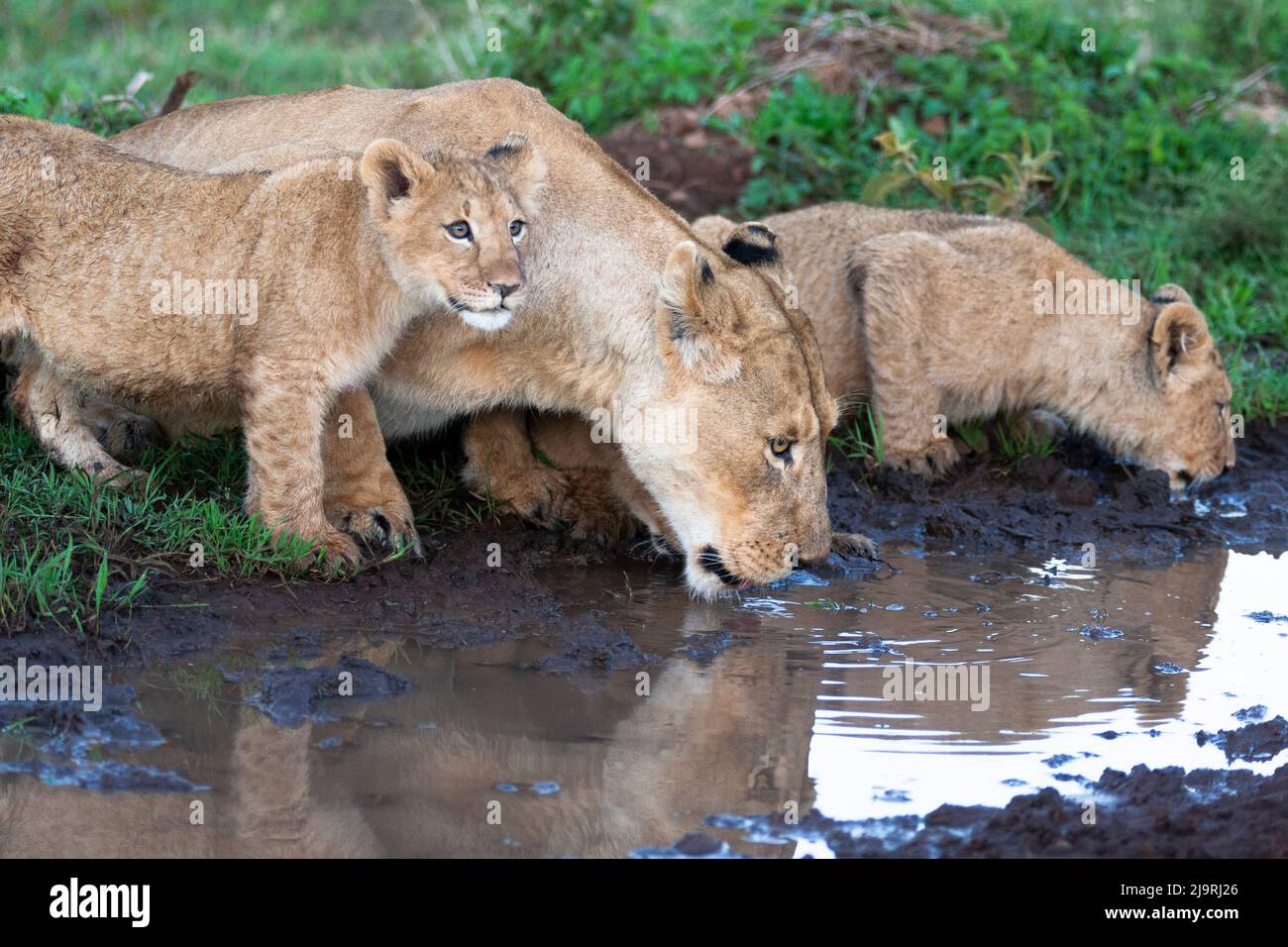 Africa, Tanzania. A lioness drinks from a roadside puddle with her cubs ...