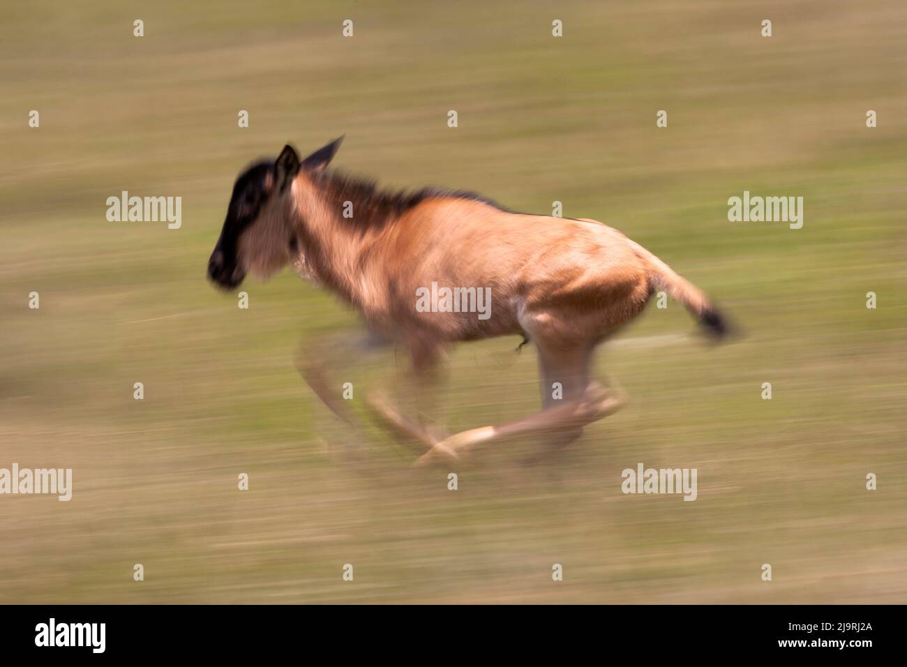Blue wildebeest calf running hi-res stock photography and images - Alamy