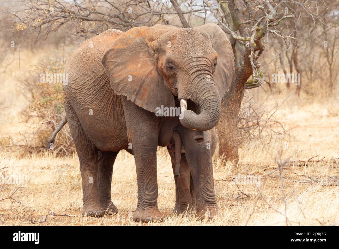 Female African Elephant