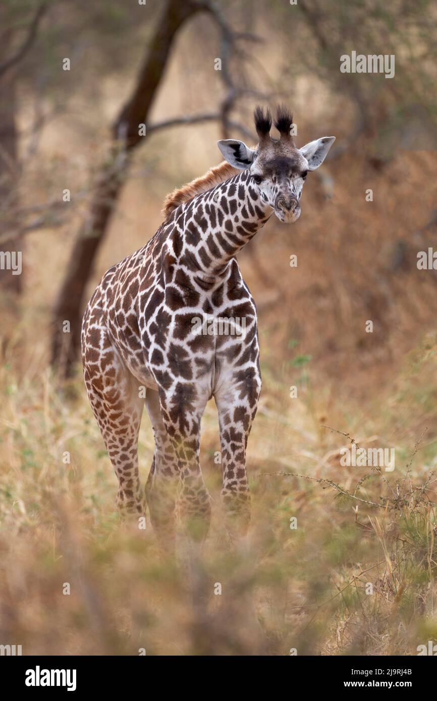Baby giraffe looking curious hi-res stock photography and images - Alamy