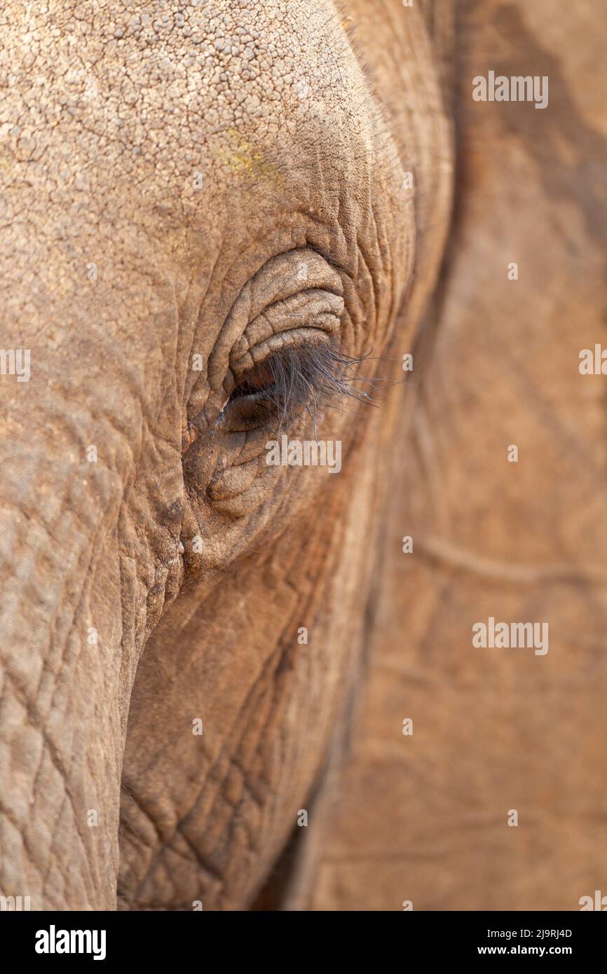 Africa Tanzania African Bush Elephant An Elephant Has Very Long Lashes To Protect Its Eye