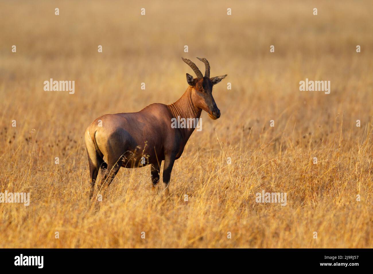 Topi portrait hi-res stock photography and images - Alamy