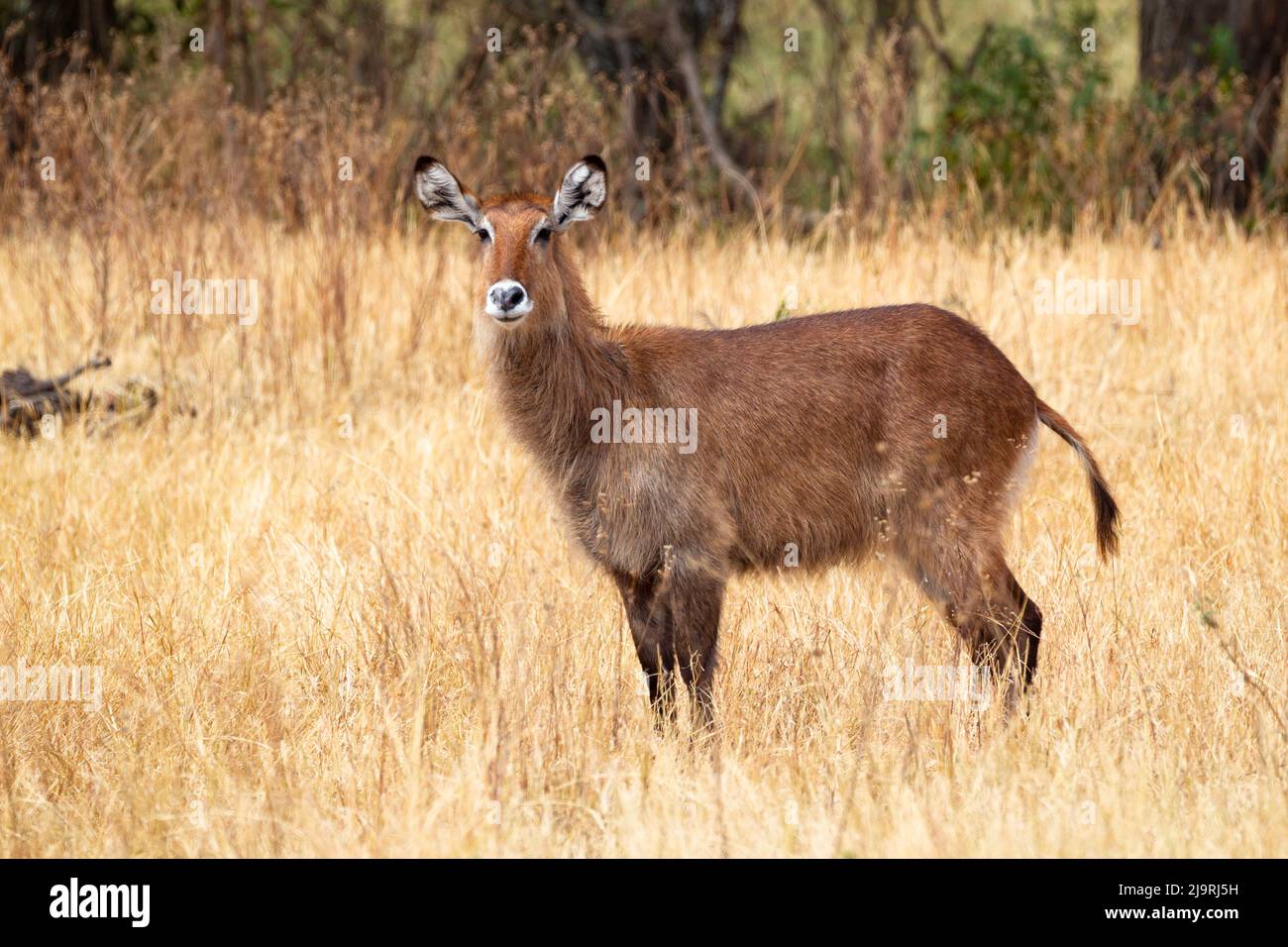 Africa, Tanzania. Portrait of a female waterbuck Stock Photo - Alamy