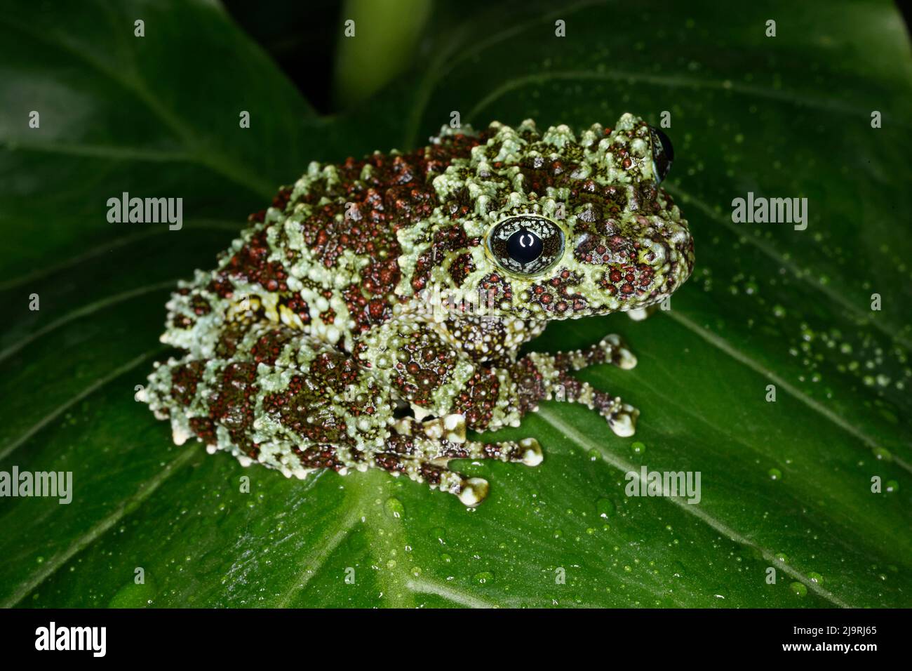 Vietnamese mossy frog Stock Photo - Alamy