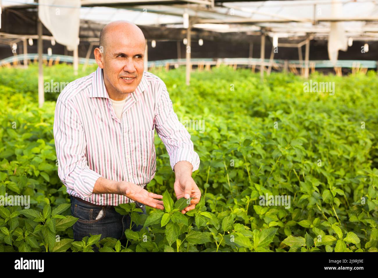 Coldframe gardener hi-res stock photography and images - Alamy